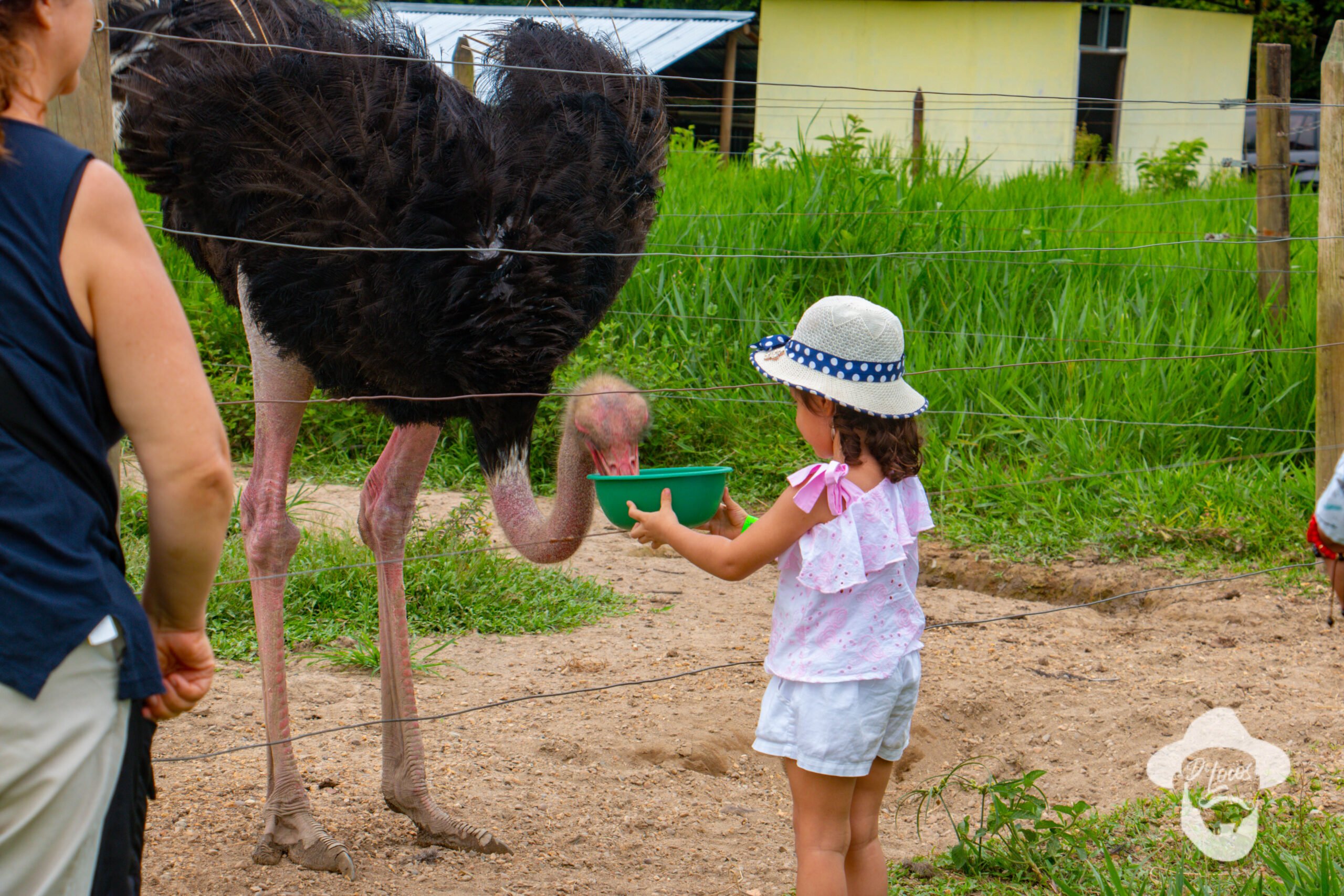 PARQUE AVESTRUZ - Viaje de Locos