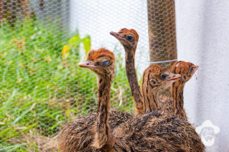 PARQUE AVESTRUZ - Viaje de Locos